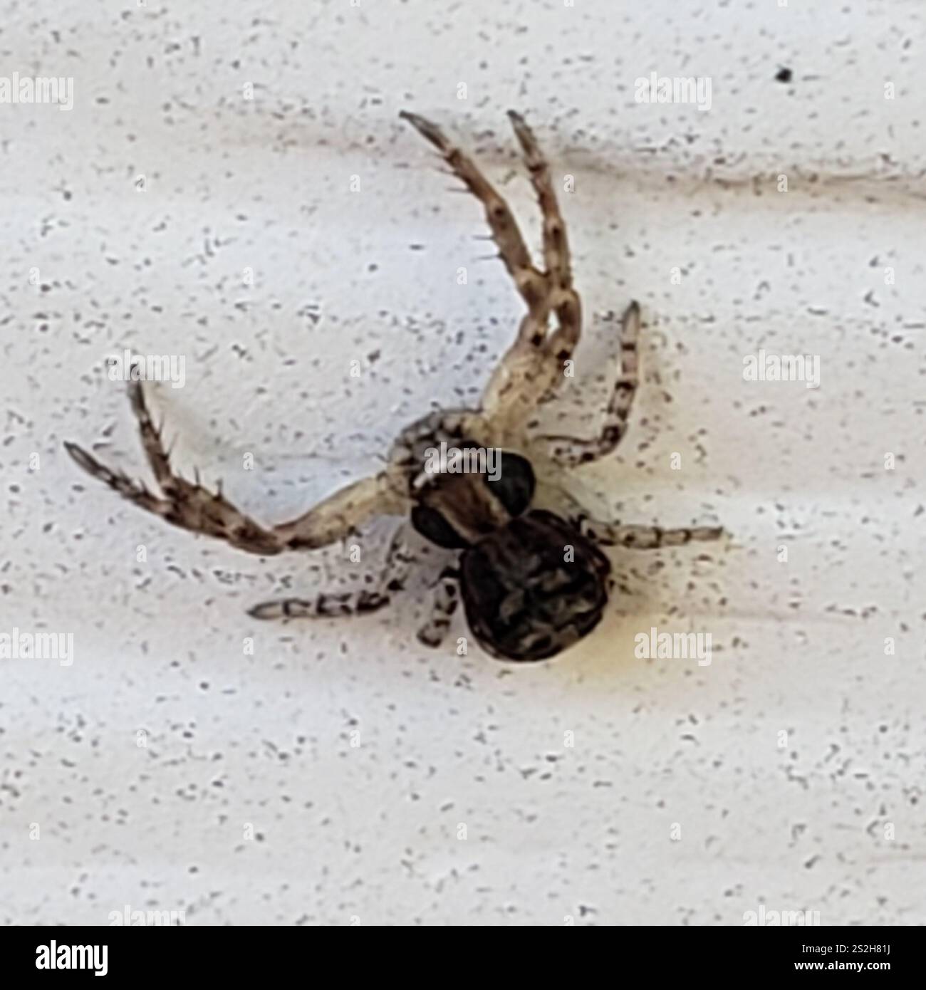Crab Spiders (Thomisidae Stock Photo - Alamy