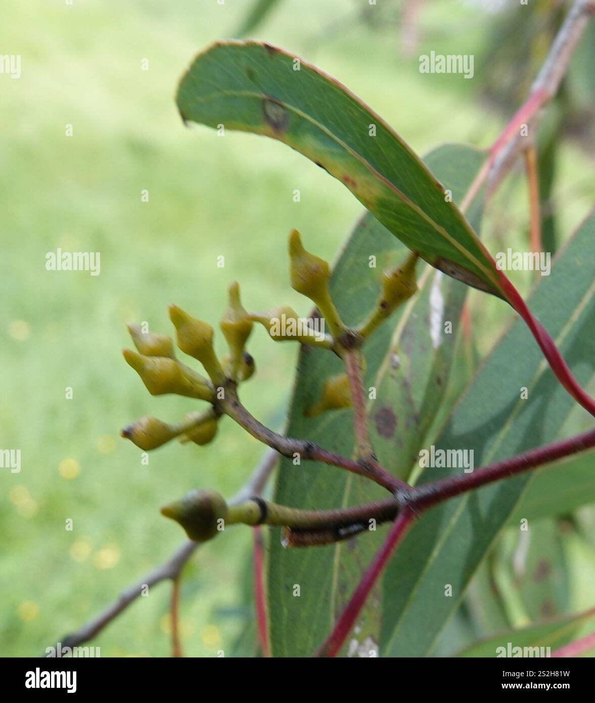 Red Stringybark (Eucalyptus macrorhyncha Stock Photo - Alamy
