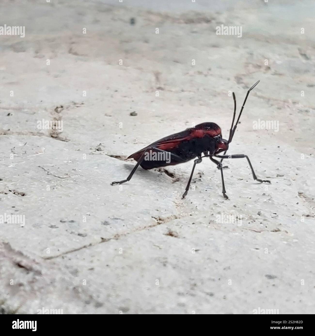Leaf-footed Bugs and Allies (Coreoidea Stock Photo - Alamy