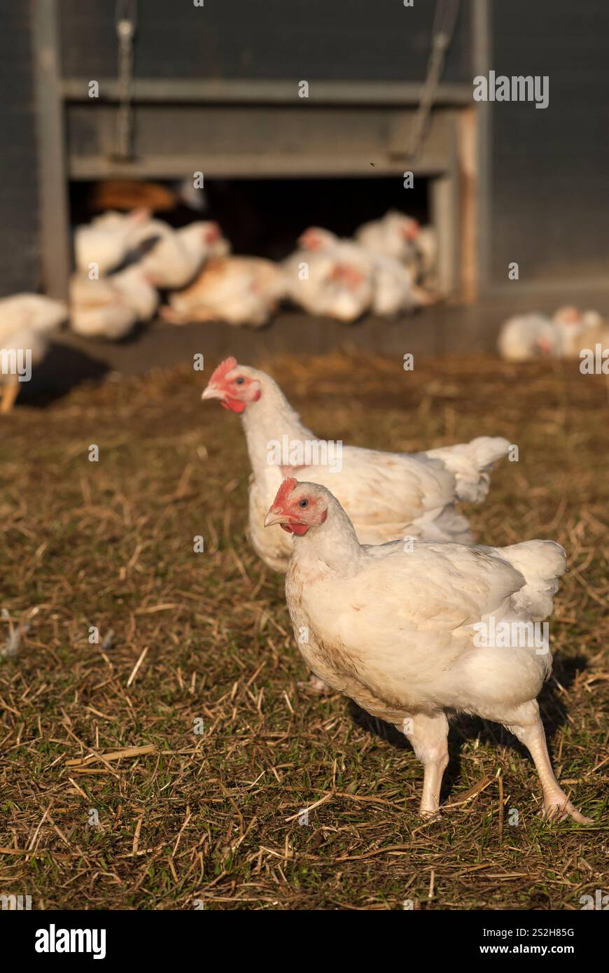 Chicken stud hi-res stock photography and images - Alamy