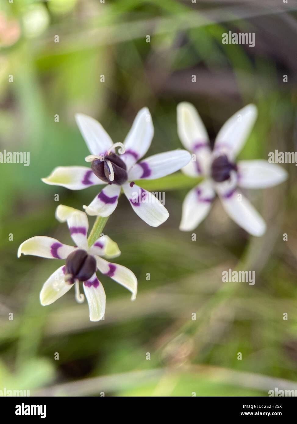 Early Nancy (Wurmbea dioica Stock Photo - Alamy