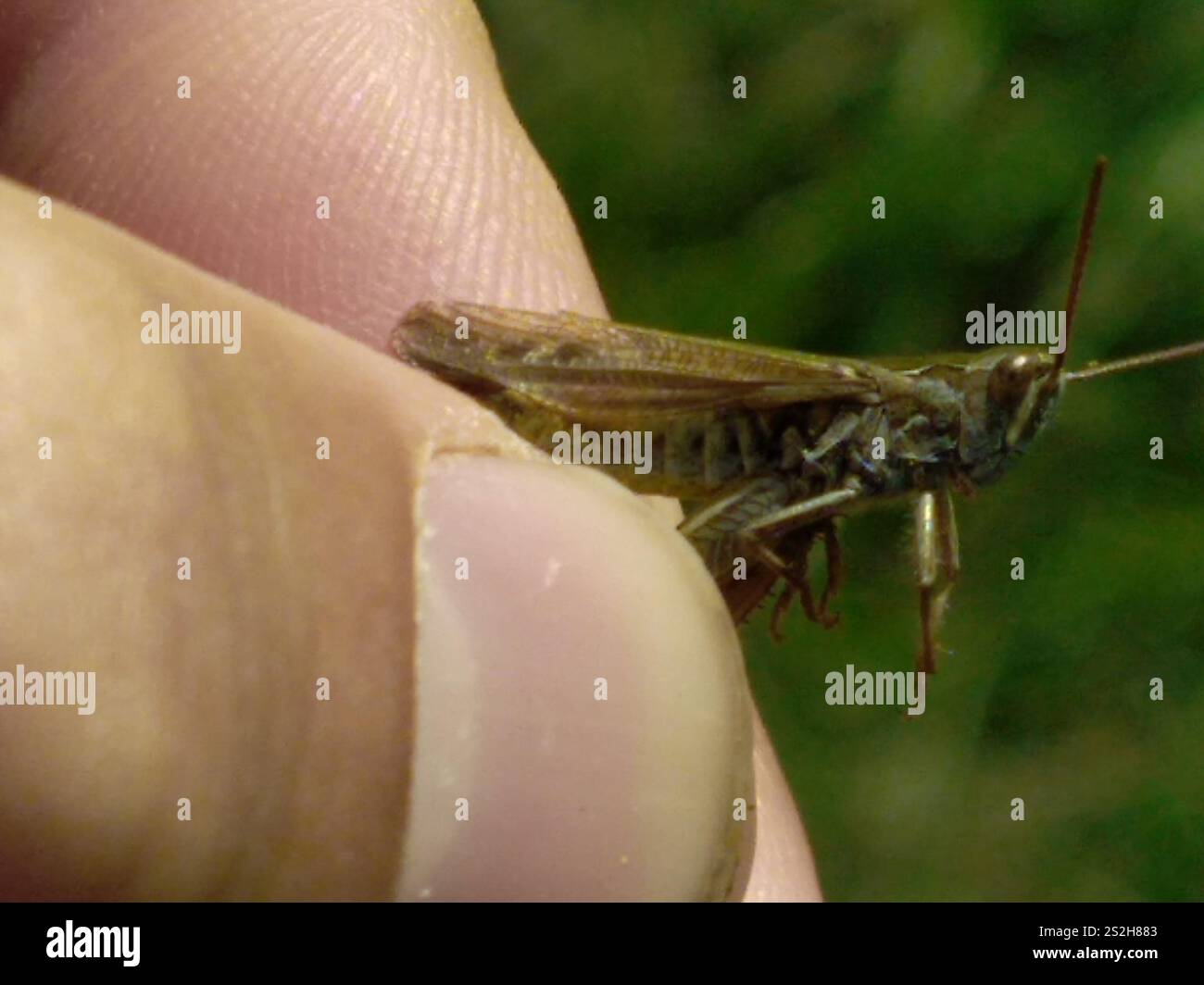 Bow-winged Grasshopper (Chorthippus biguttulus Stock Photo - Alamy
