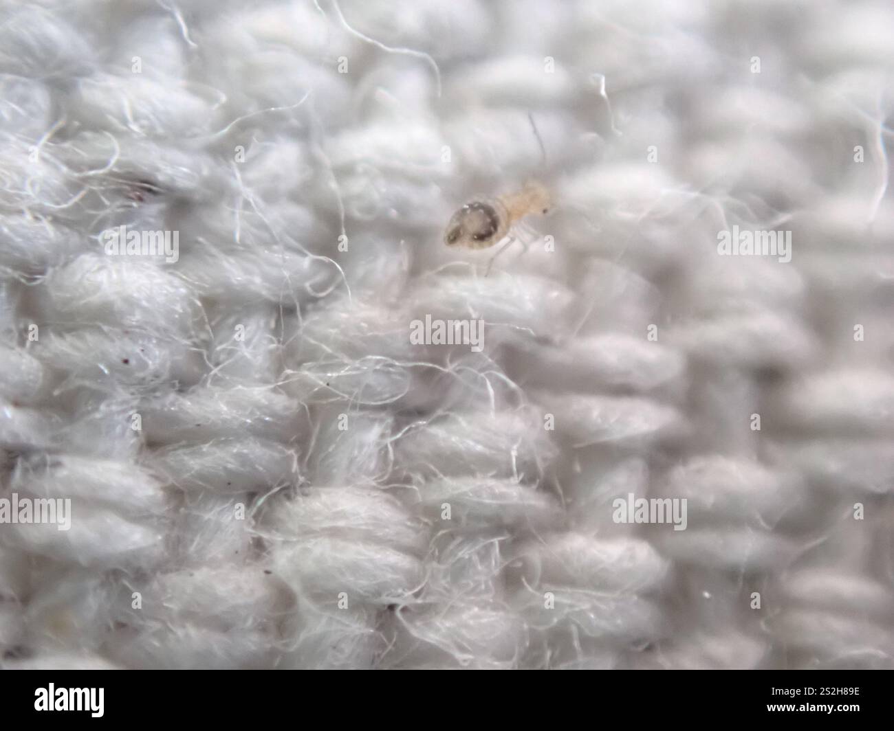 Barklice, Booklice, and Parasitic Lice (Psocodea Stock Photo - Alamy