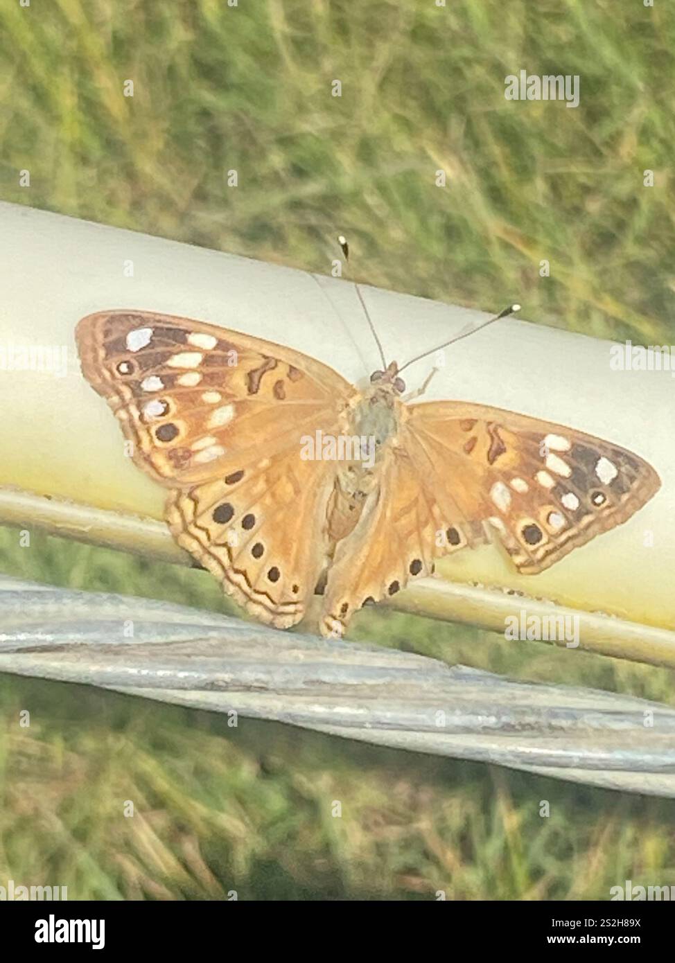 Hackberry Emperor (Asterocampa celtis Stock Photo - Alamy