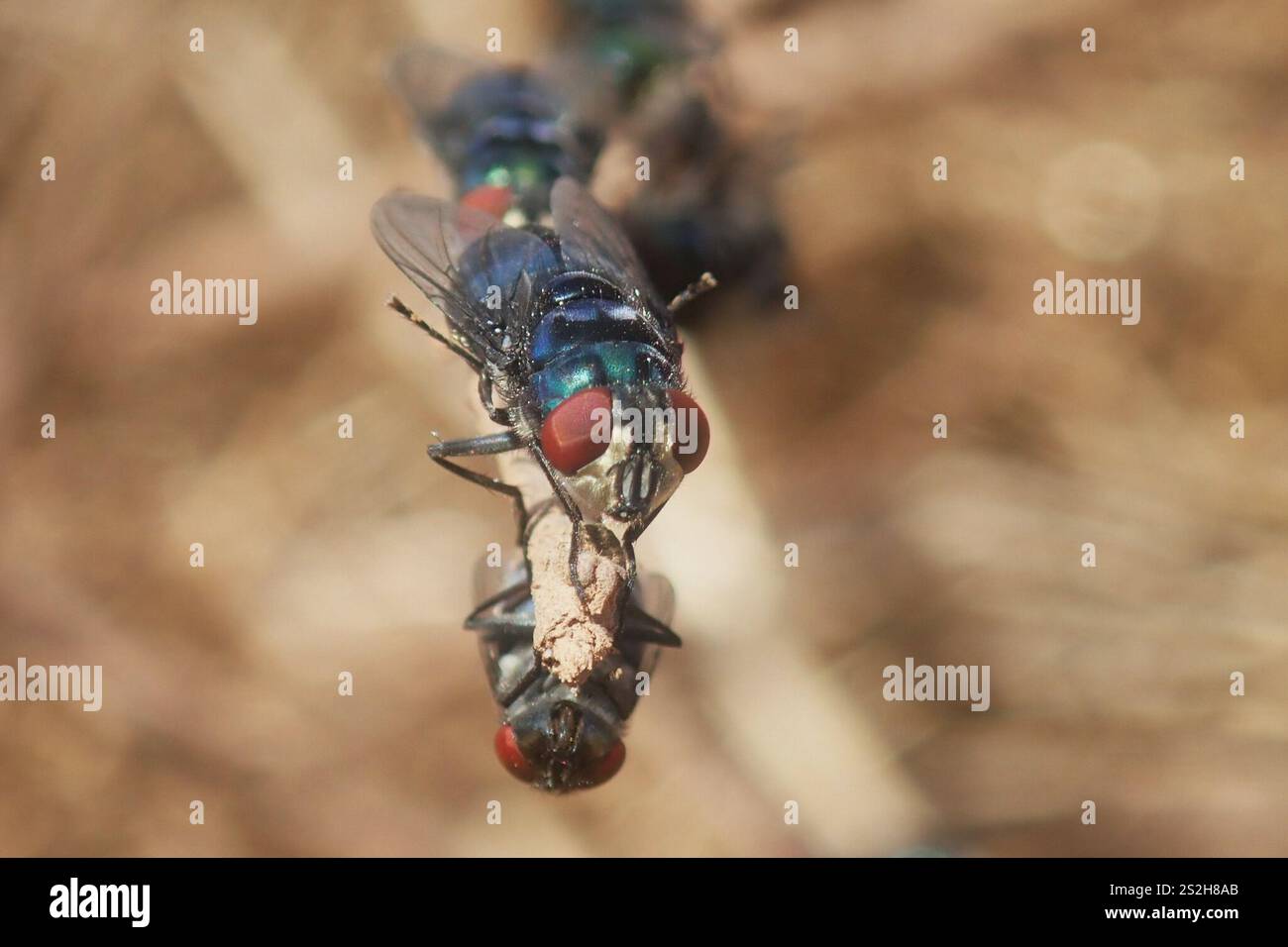 Copper-tailed Blowfly (Chrysomya chloropyga Stock Photo - Alamy