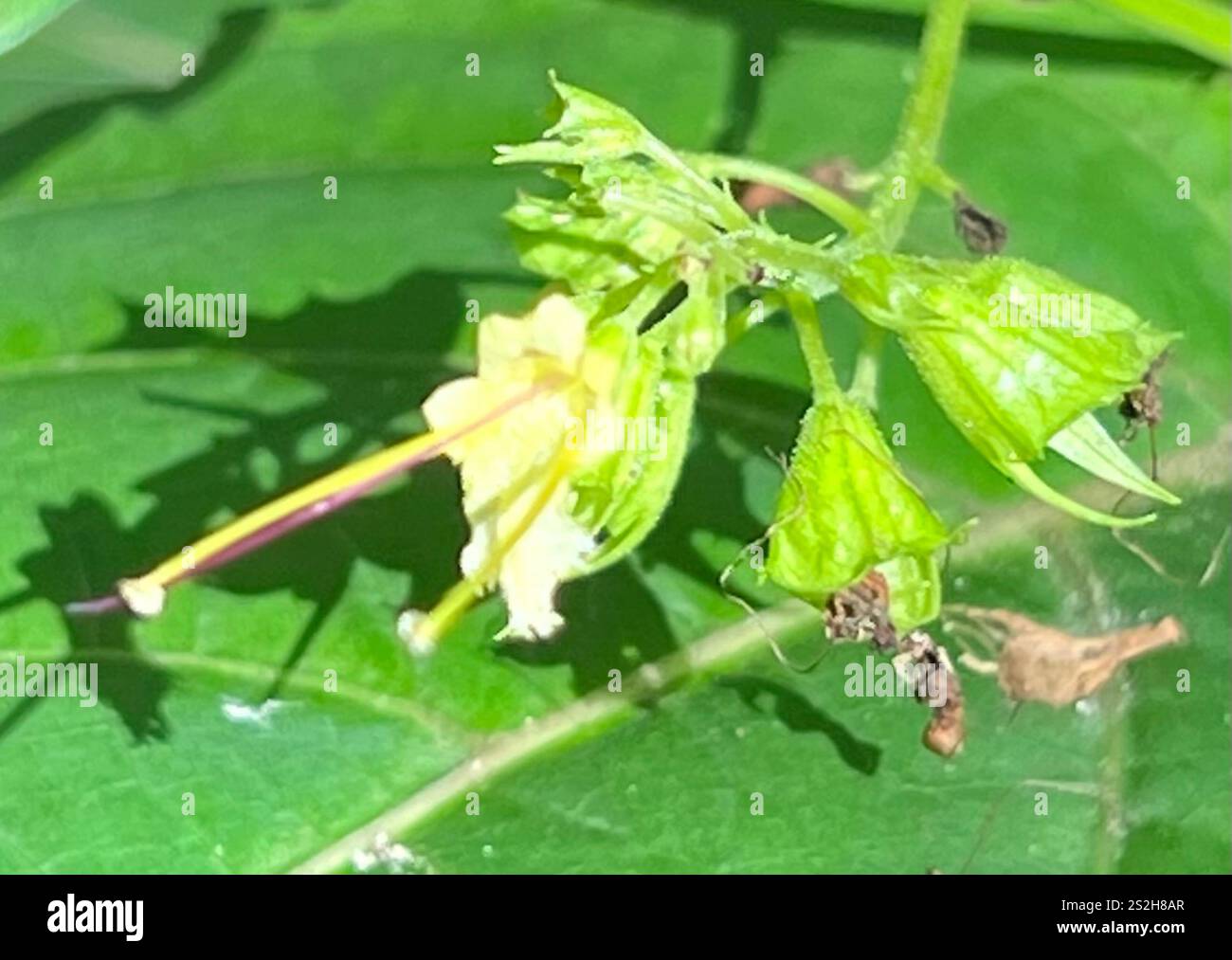 citronella horse balm (Collinsonia canadensis Stock Photo - Alamy
