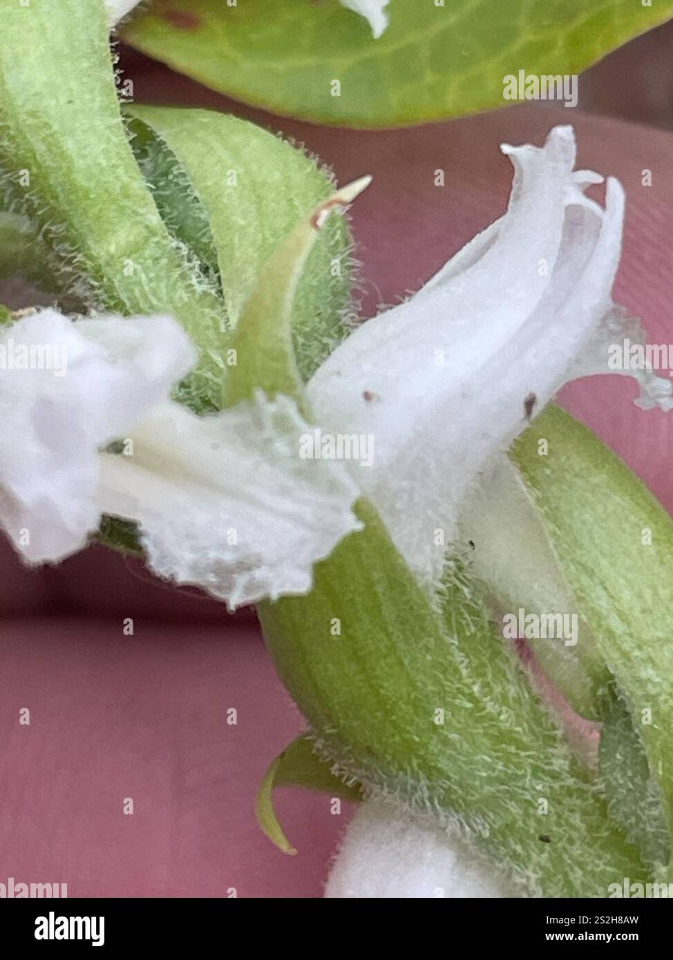 nodding ladies' tresses (Spiranthes cernua Stock Photo - Alamy