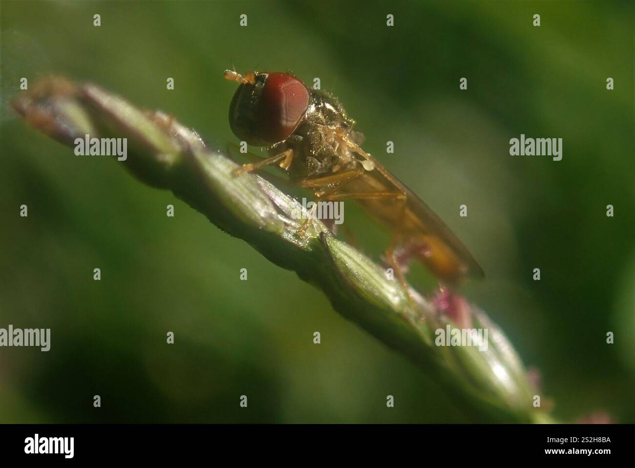 Typical Hover Flies (Syrphinae Stock Photo - Alamy