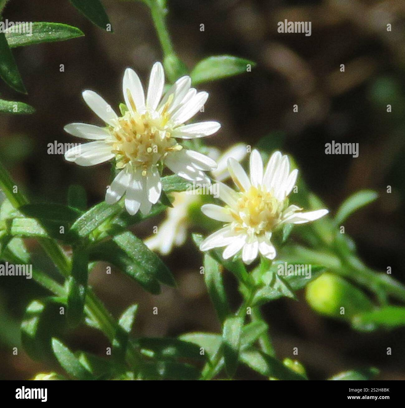 American asters (Symphyotrichum Stock Photo - Alamy
