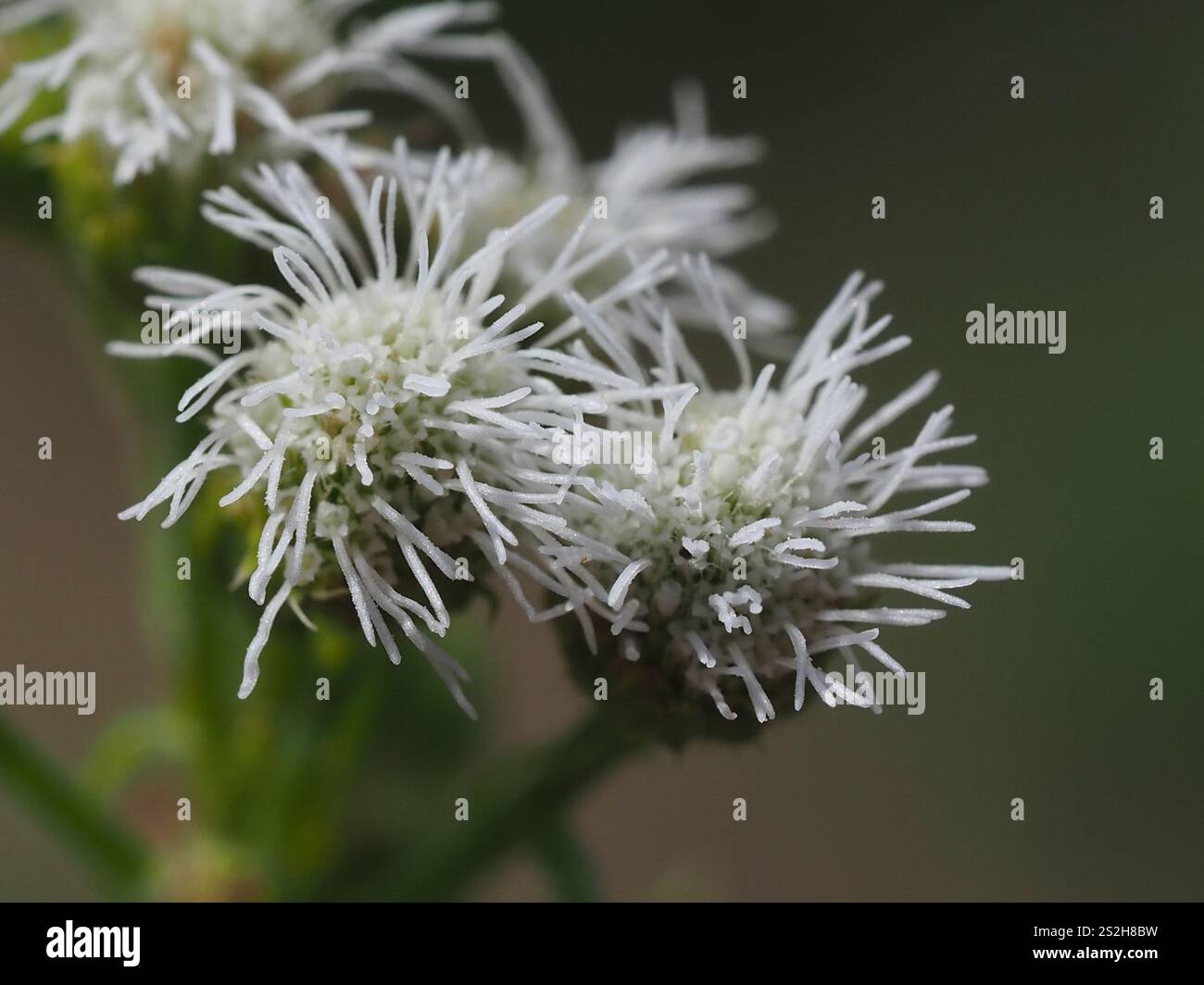 billygoat weed (Ageratum conyzoides Stock Photo - Alamy