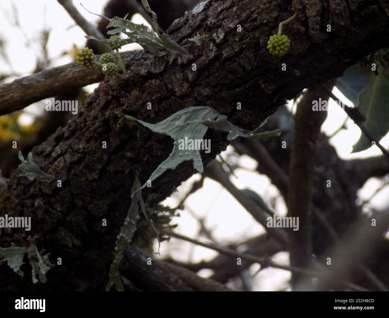cartilage lichen (Ramalina celastri Stock Photo - Alamy