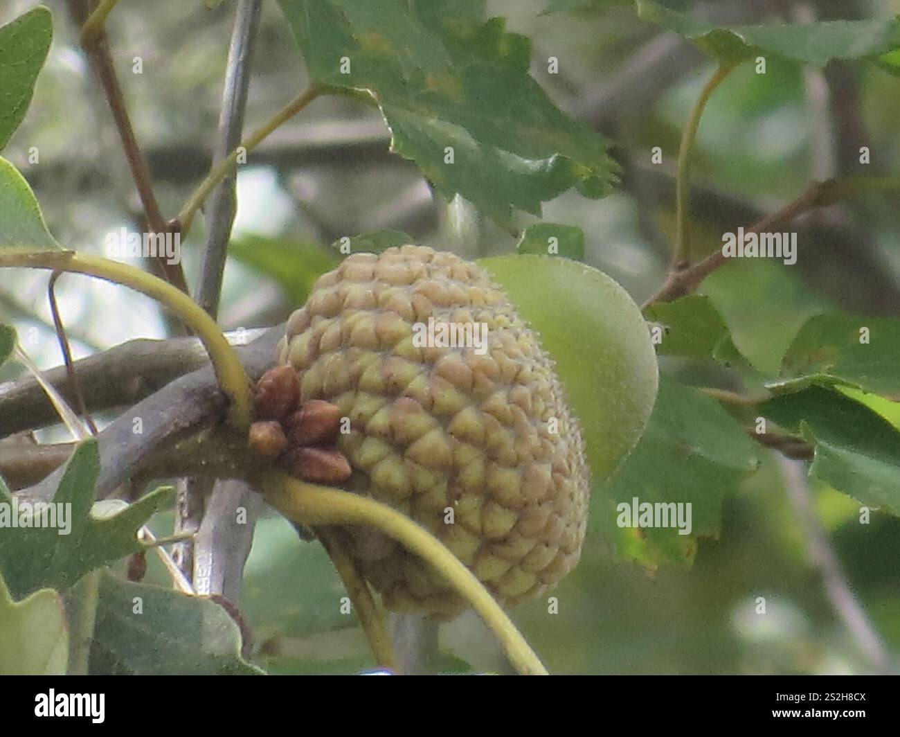 swamp chestnut oak (Quercus michauxii Stock Photo - Alamy