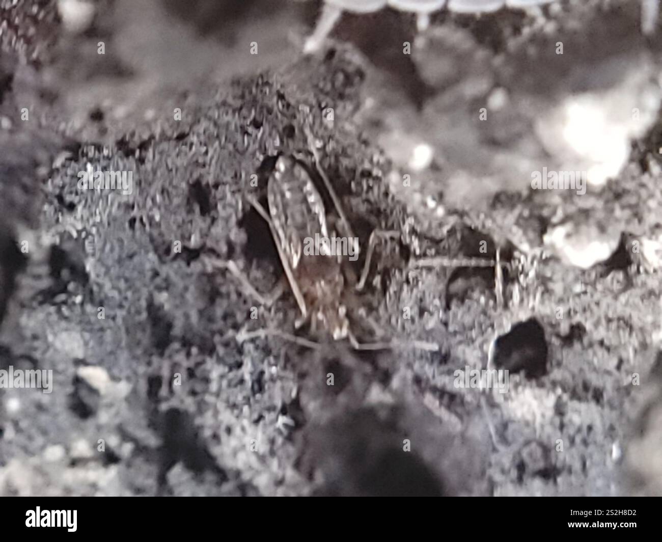 True Bugs (Heteroptera Stock Photo - Alamy