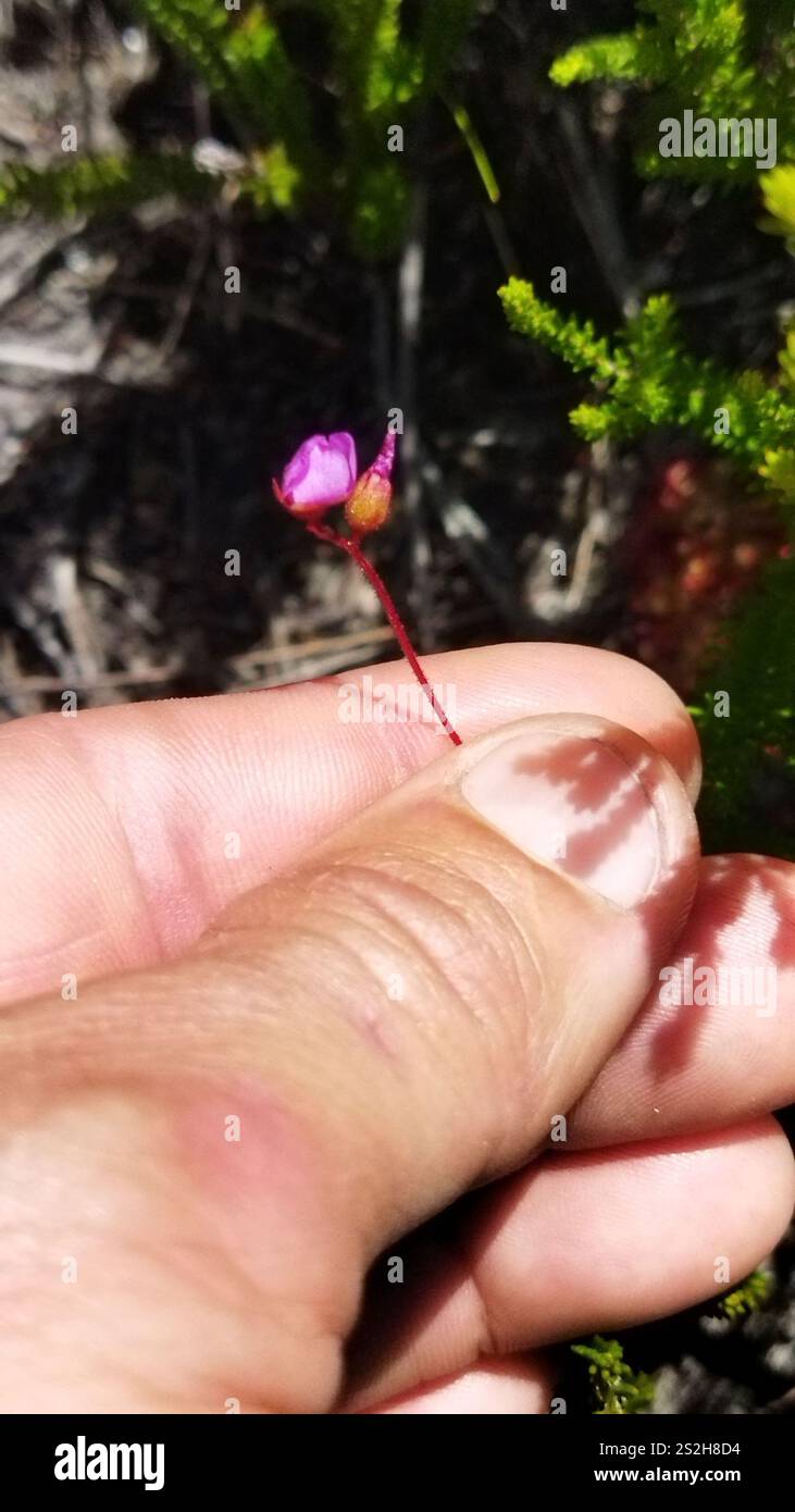 Alice Sundew (Drosera aliciae Stock Photo - Alamy