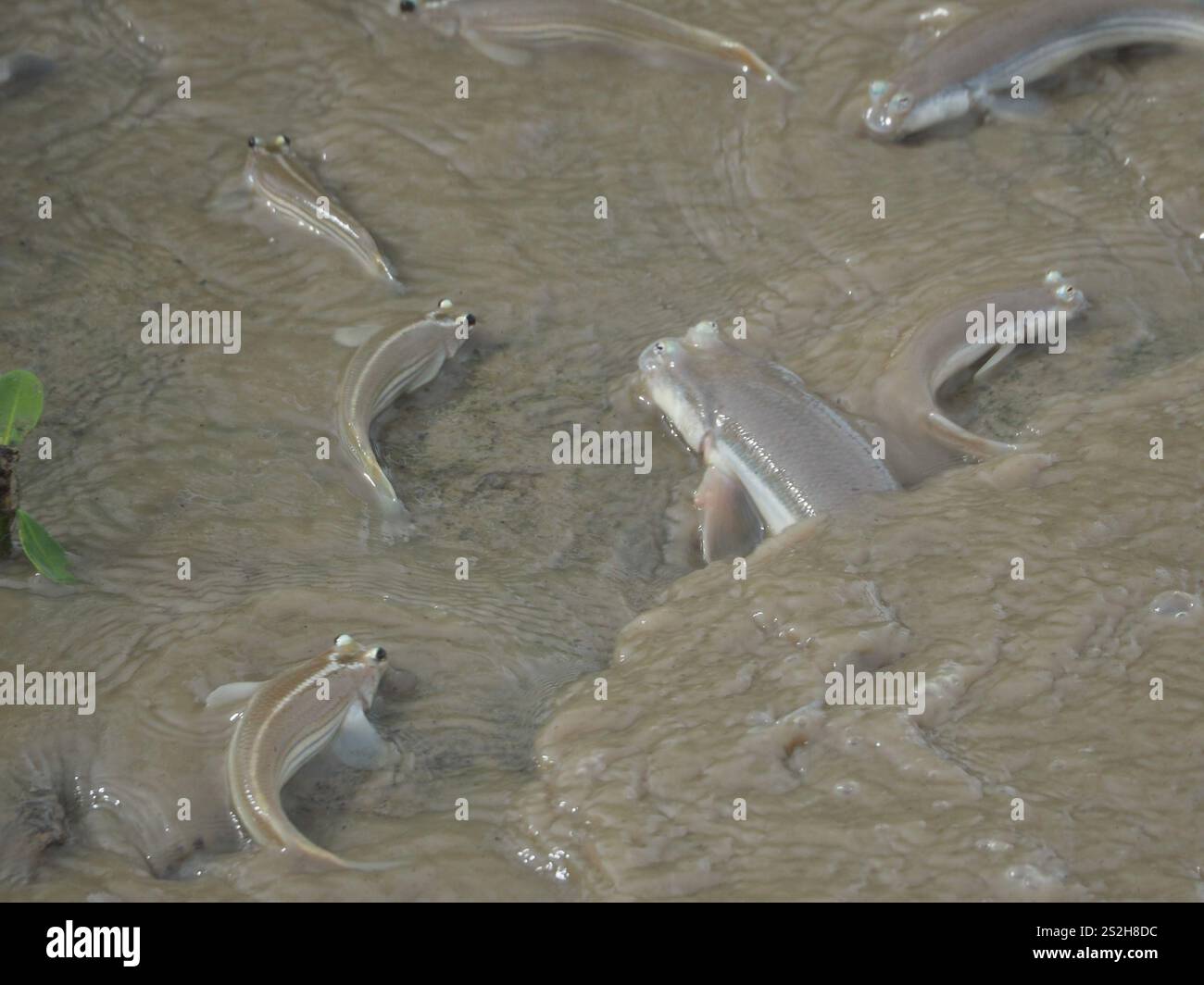 Largescale Four-eyed Fish (Anableps anableps Stock Photo - Alamy