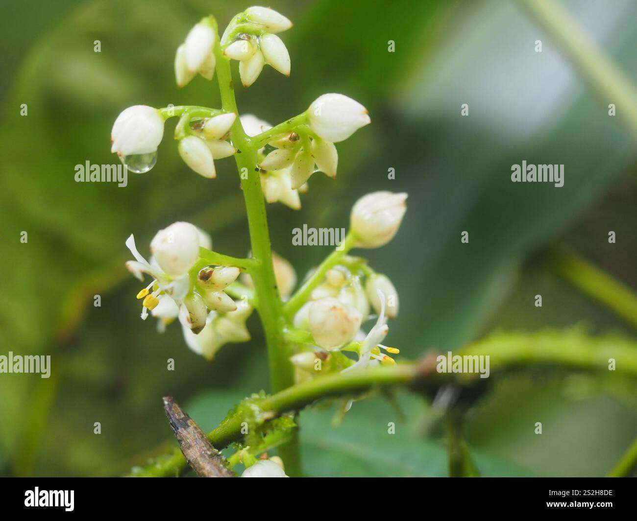 palmita (Xiphidium caeruleum Stock Photo - Alamy