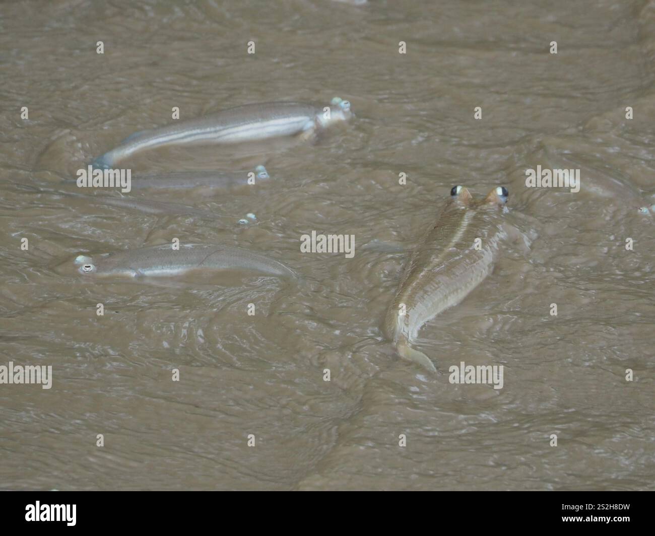 Largescale Four-eyed Fish (Anableps anableps Stock Photo - Alamy
