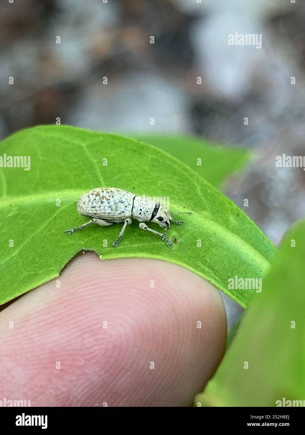 Little Leaf Notcher (Artipus floridanus Stock Photo - Alamy