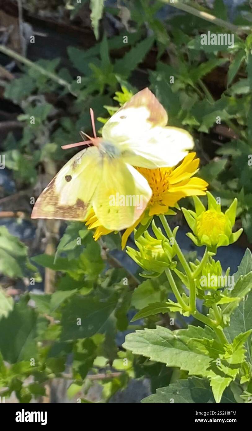 Southern Dogface (Zerene cesonia Stock Photo - Alamy