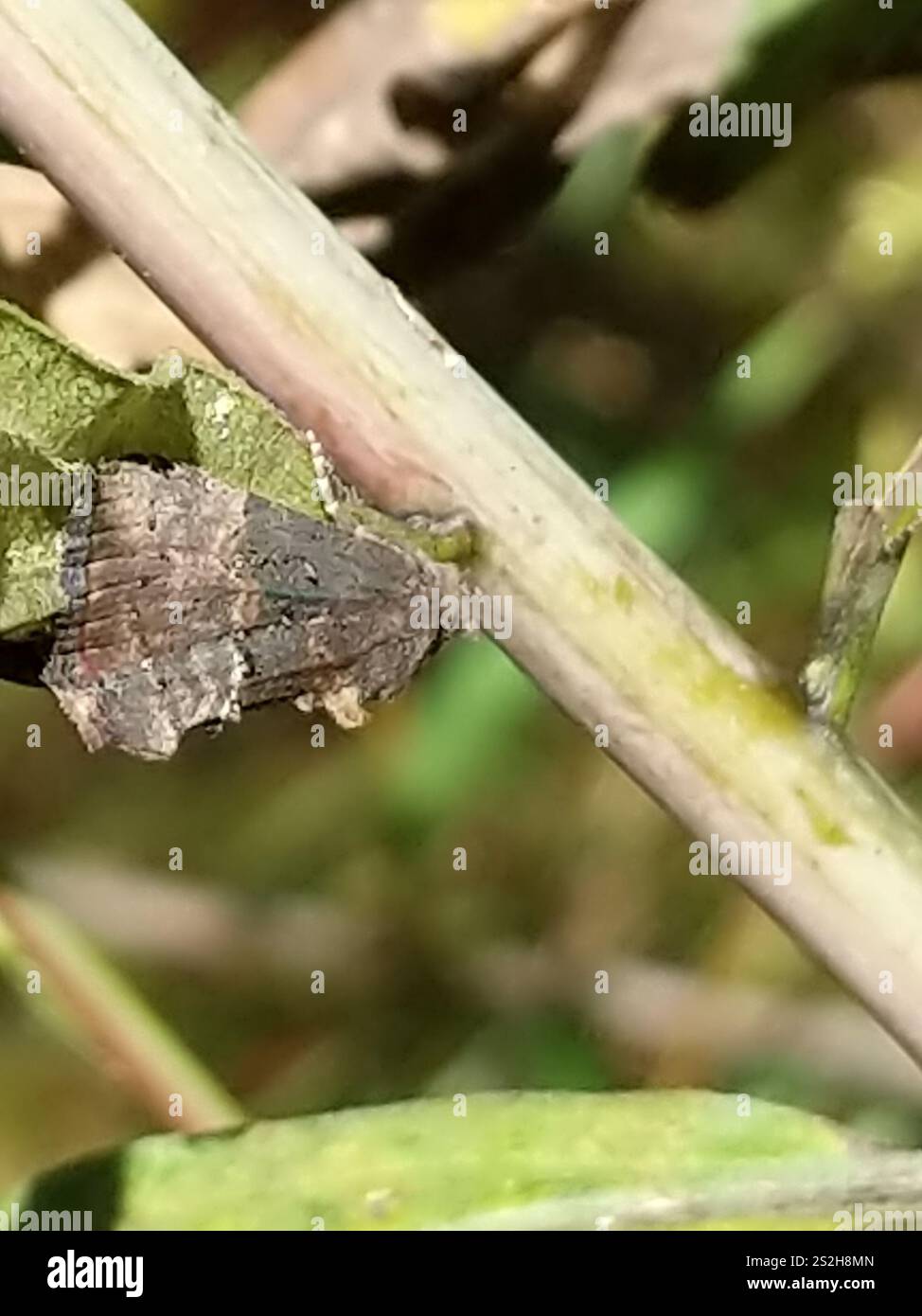 Green Cloverworm Moth (Hypena scabra Stock Photo - Alamy
