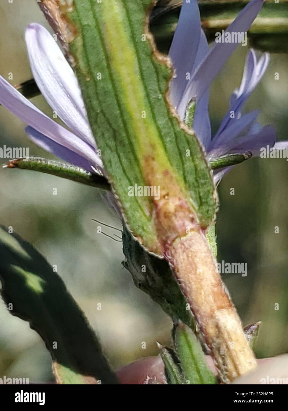 western aster (Symphyotrichum ascendens Stock Photo - Alamy