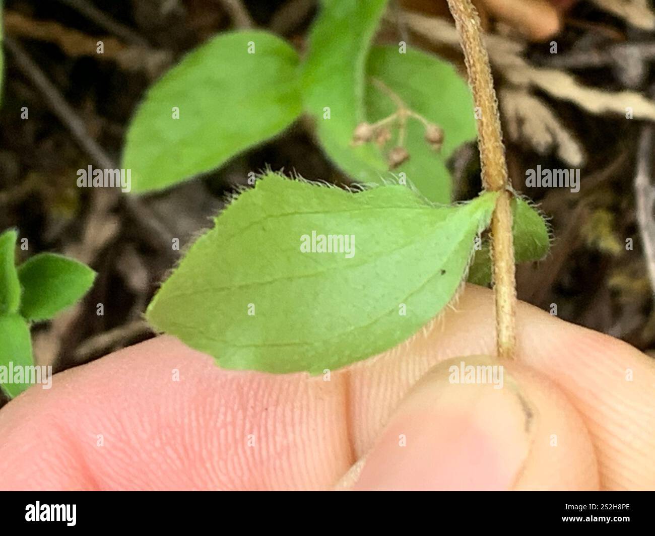 modesty (Whipplea modesta Stock Photo - Alamy