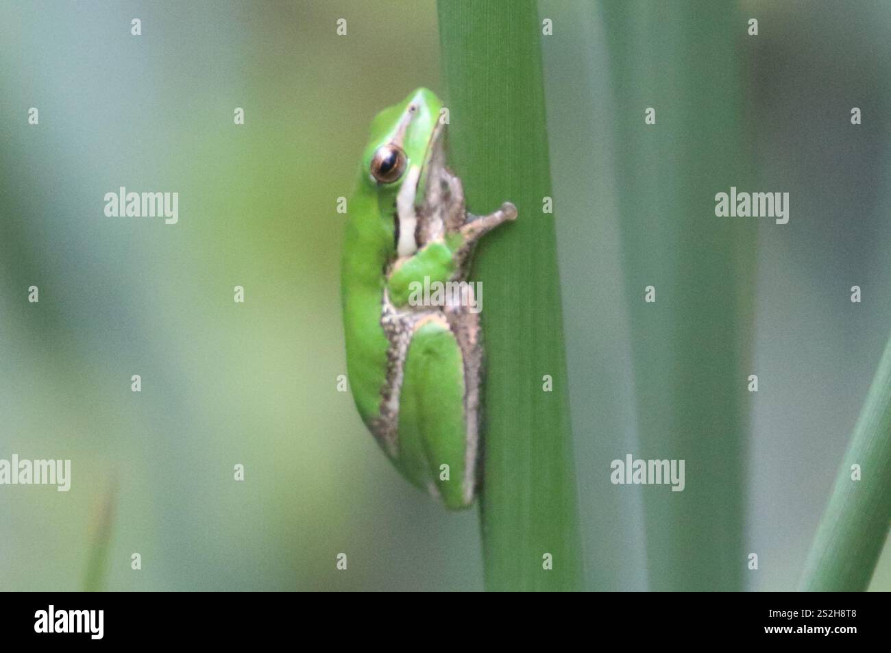 Eastern Dwarf Tree Frog (Litoria fallax Stock Photo - Alamy