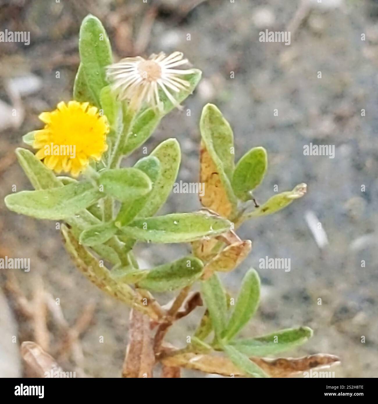Spanish False Fleabane (Pulicaria paludosa Stock Photo - Alamy