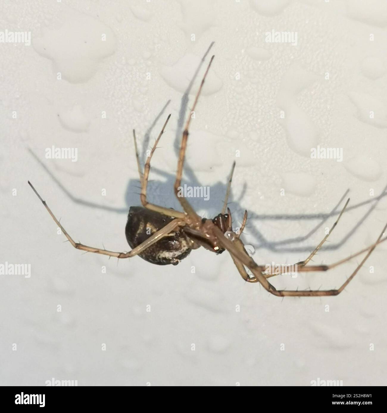 Common sheetweb spider (Linyphia triangularis Stock Photo - Alamy