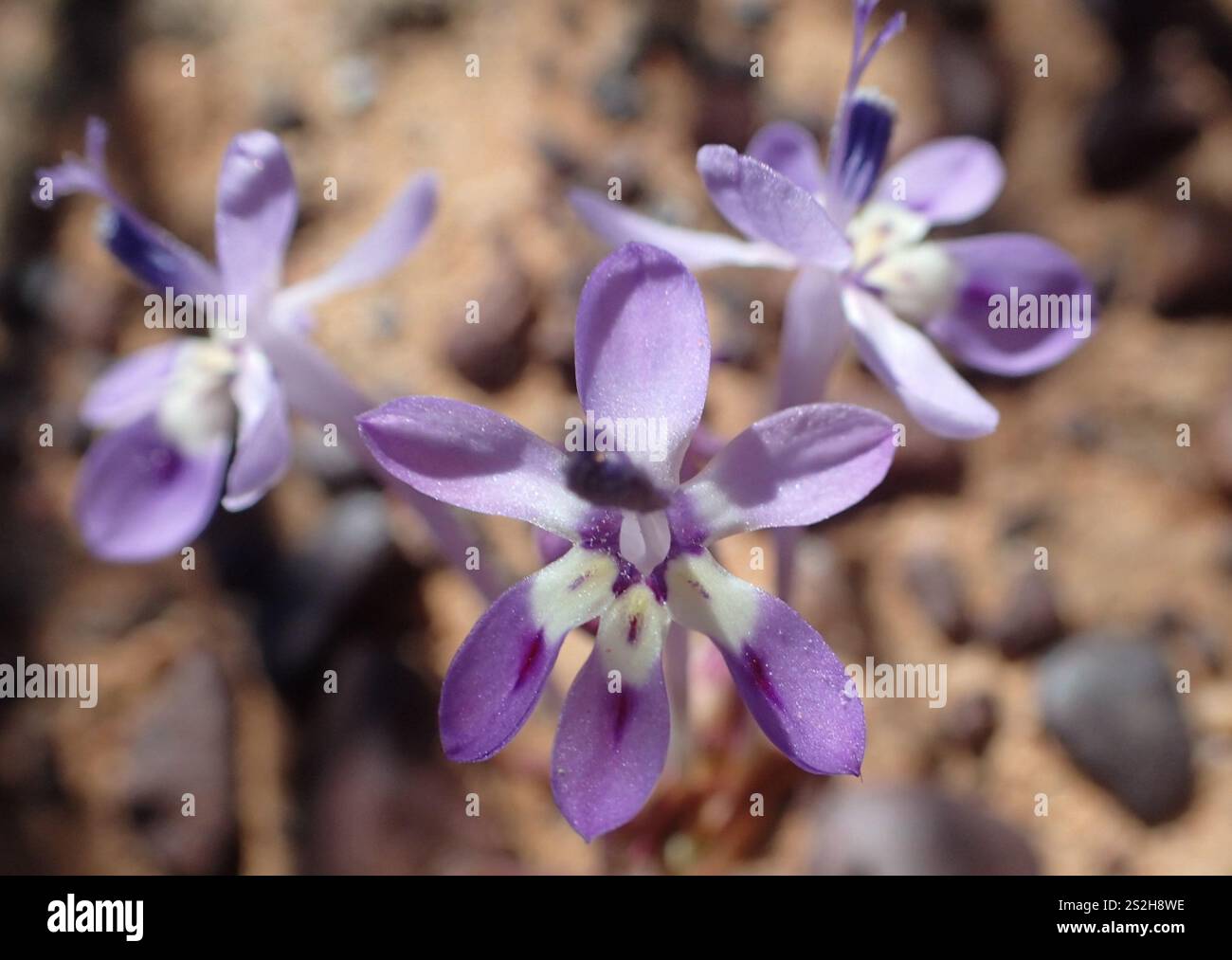 Pyramid Kabong (Lapeirousia pyramidalis Stock Photo - Alamy