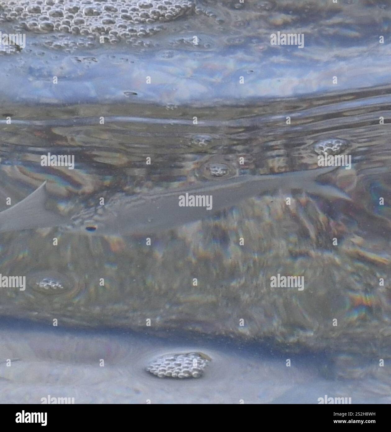 Reticulated Flagtail (Kuhlia sandvicensis Stock Photo - Alamy