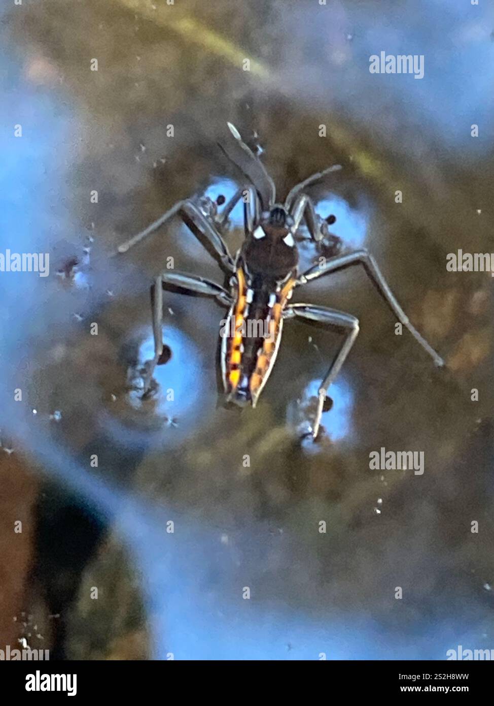 Capra's Water Cricket (Velia caprai Stock Photo - Alamy
