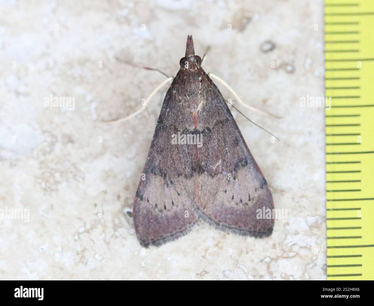 Tree Lucerne Moth (Uresiphita ornithopteralis Stock Photo - Alamy