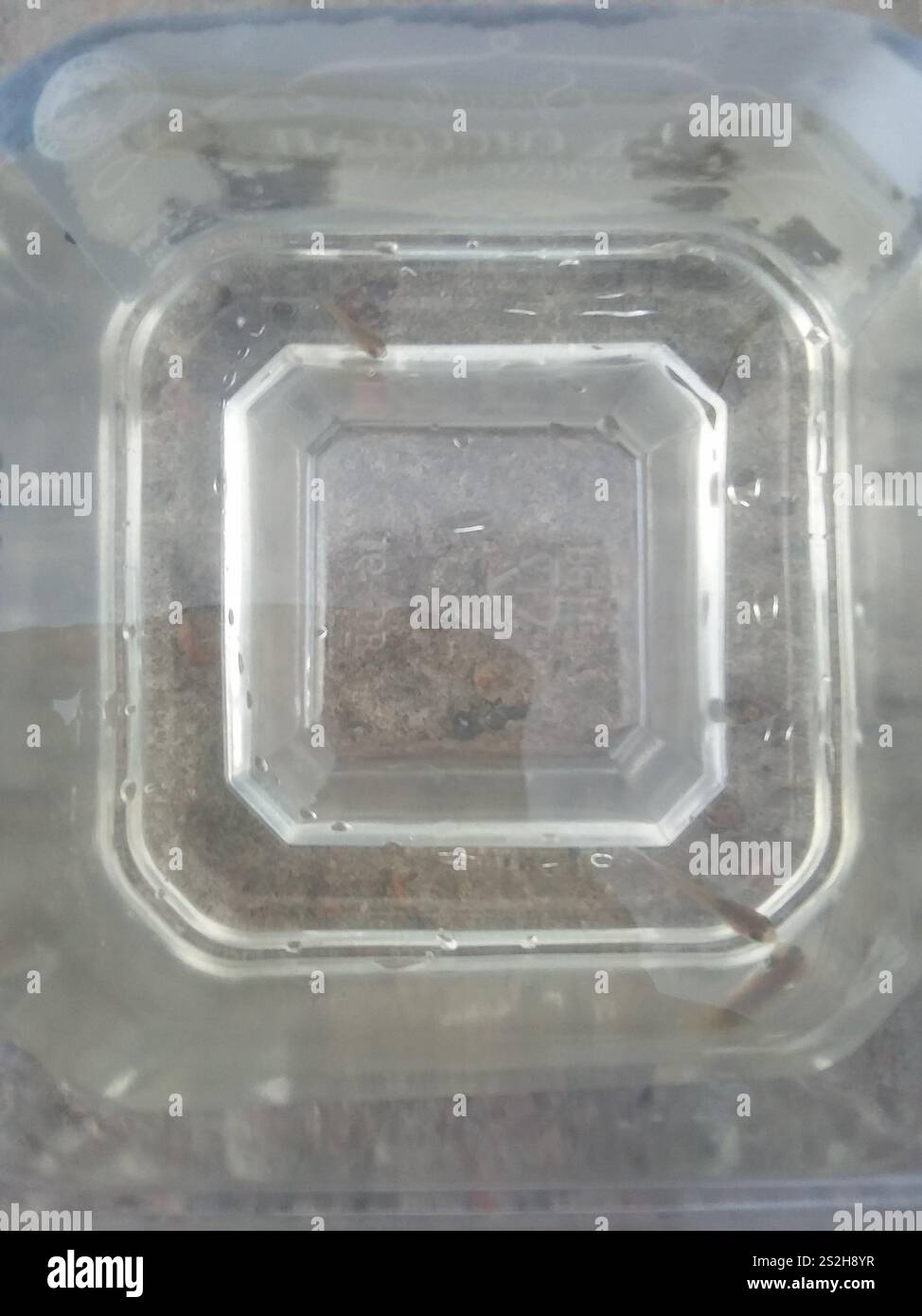 Typical Killifishes (Fundulus Stock Photo - Alamy