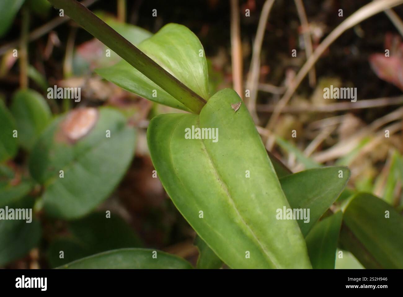 king's scepter gentian (Gentiana sceptrum Stock Photo - Alamy
