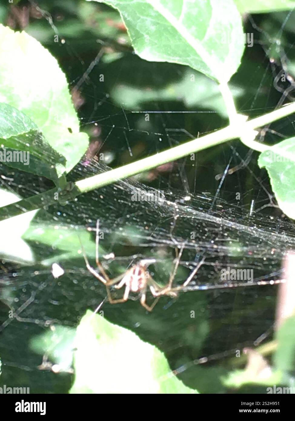Common sheetweb spider (Linyphia triangularis Stock Photo - Alamy