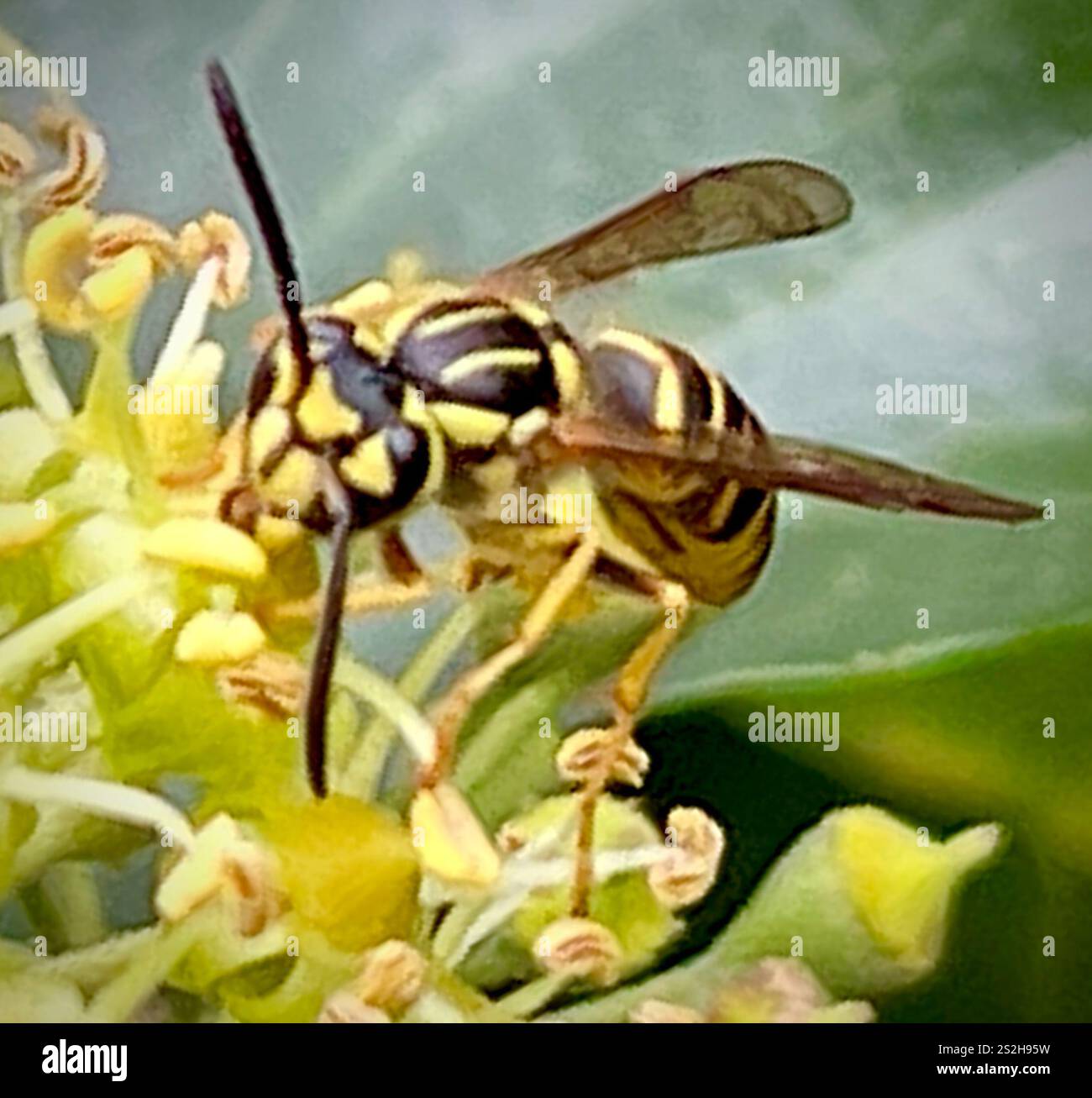 Southern Yellowjacket (Vespula squamosa Stock Photo - Alamy