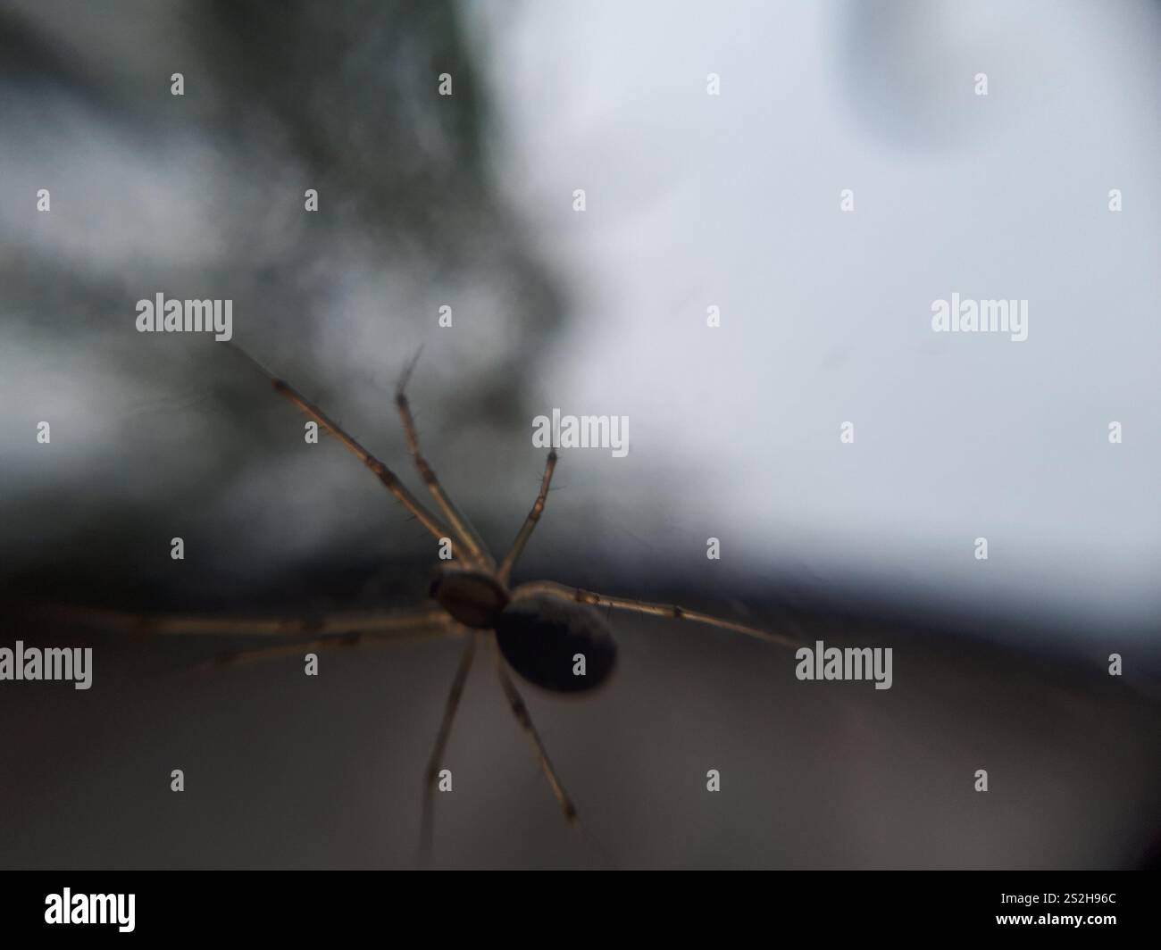 Common sheetweb spider (Linyphia triangularis Stock Photo - Alamy