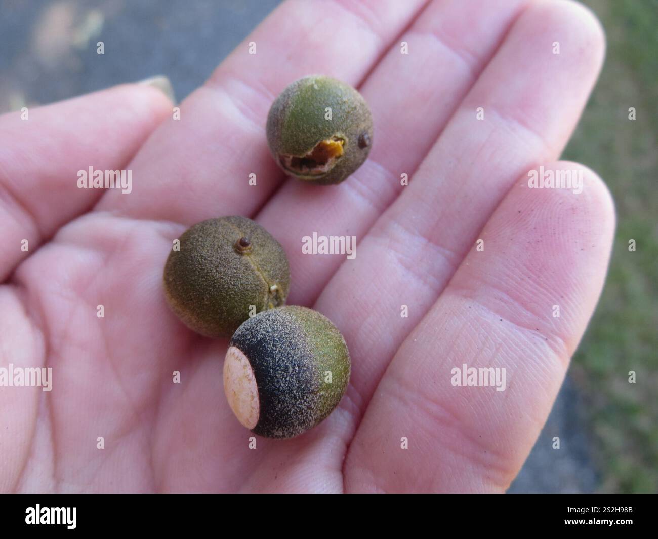 cherrybark oak (Quercus pagoda Stock Photo - Alamy