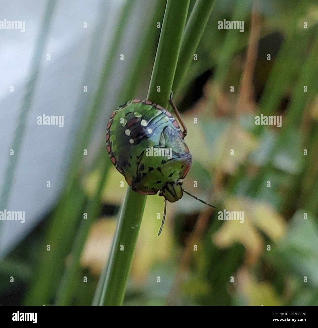 Southern Green Stink Bug (Nezara viridula Stock Photo - Alamy