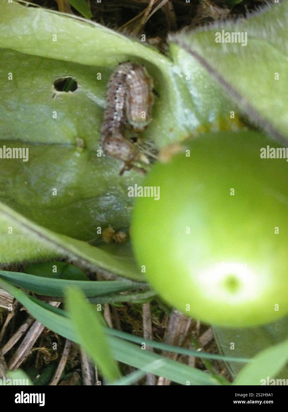 Cotton Bollworm Moth (Helicoverpa armigera Stock Photo - Alamy