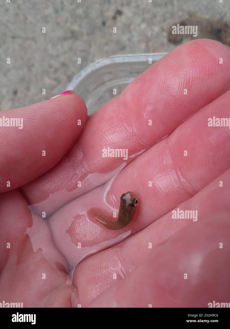 Typical Killifishes (Fundulus Stock Photo - Alamy