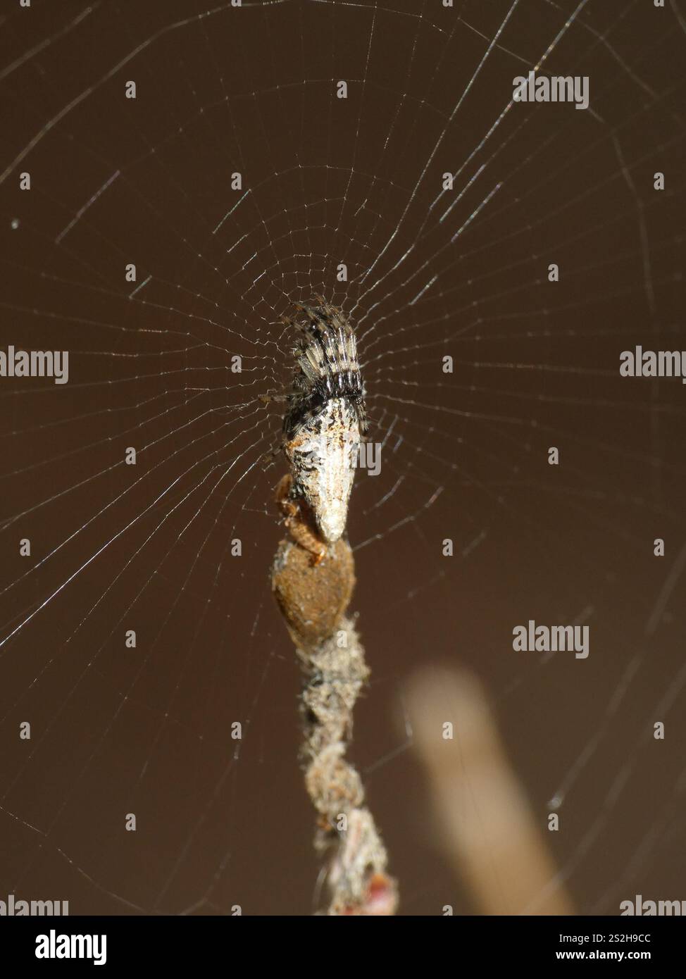 Common Garbage-Line Web Spider (Cyclosa insulana Stock Photo - Alamy