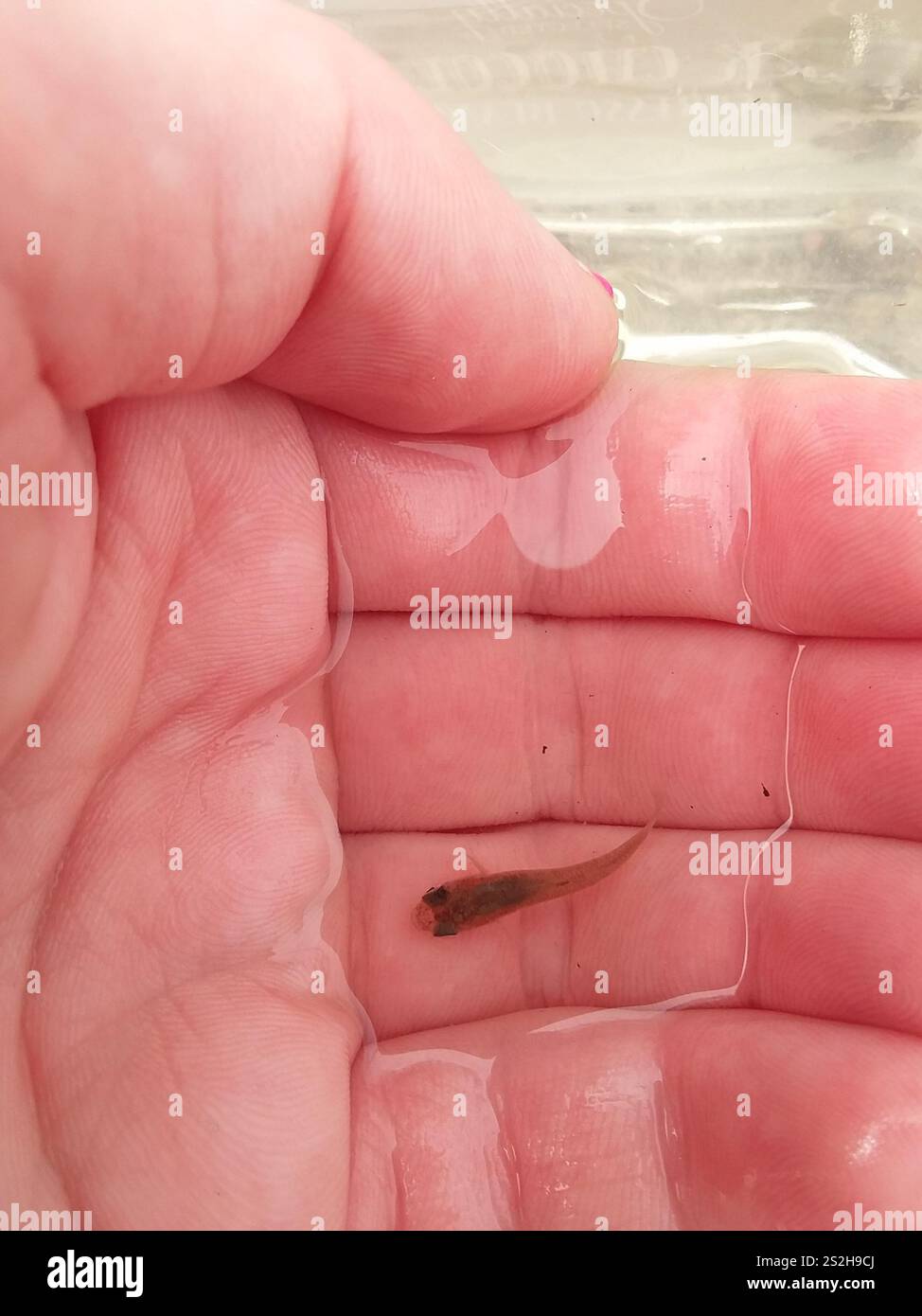 Typical Killifishes (Fundulus Stock Photo - Alamy