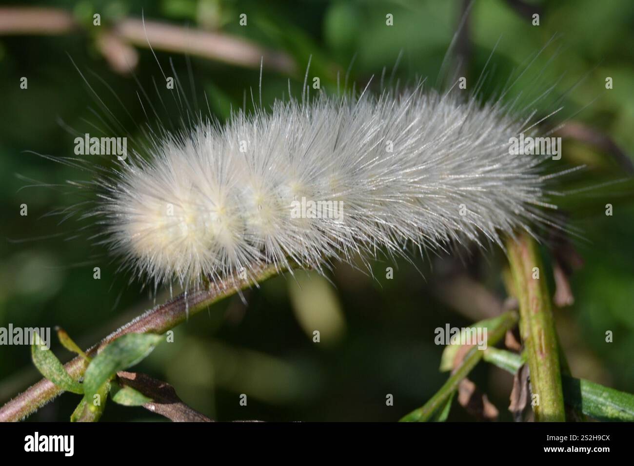 Virginian Tiger Moth (Spilosoma virginica Stock Photo - Alamy