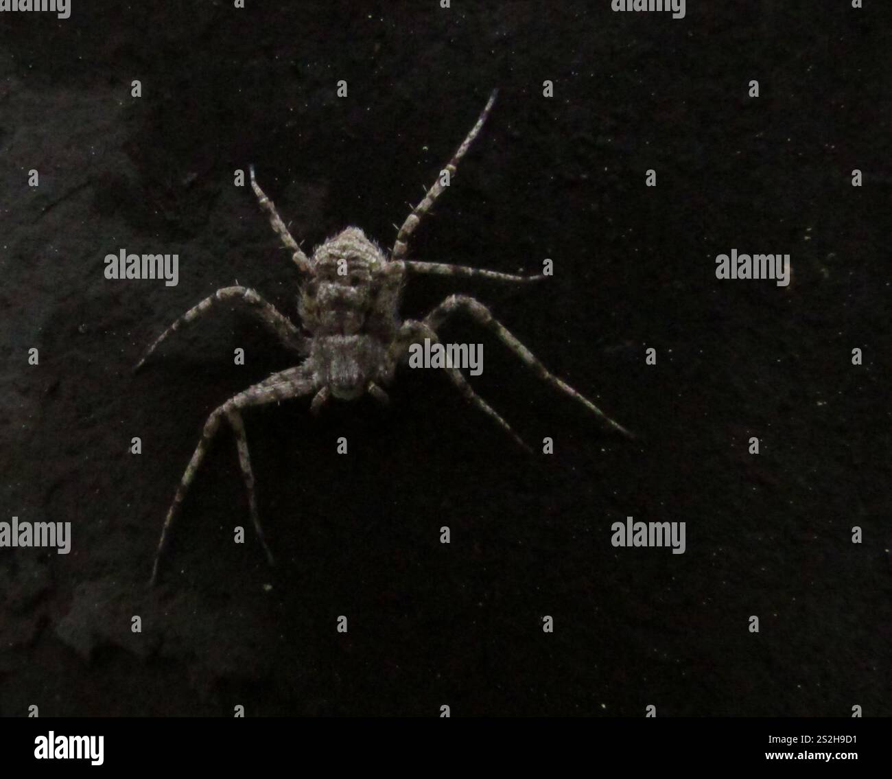 Running Crab Spiders (Philodromus Stock Photo - Alamy