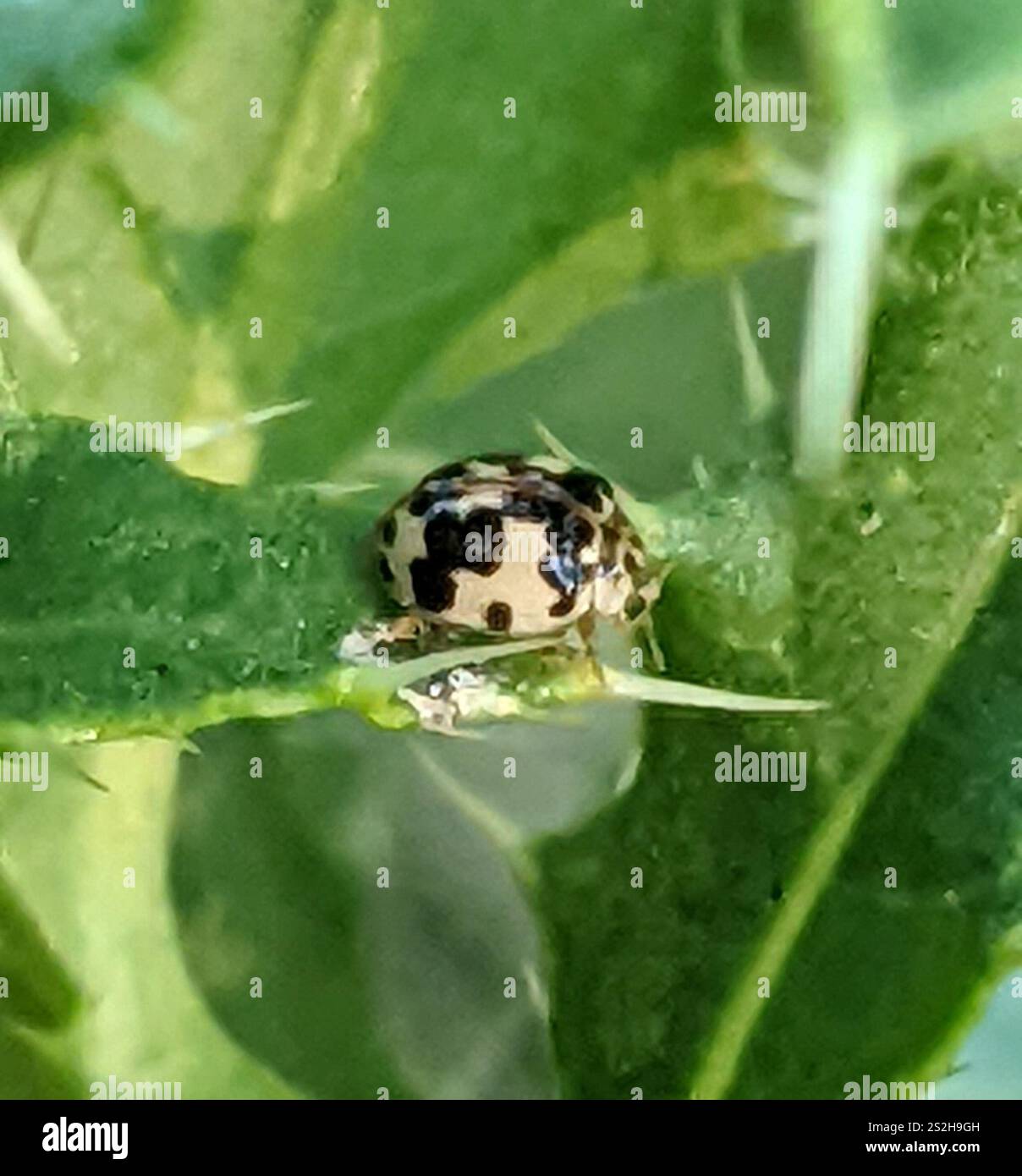 Western Fairy Lady Beetle (Psyllobora borealis Stock Photo - Alamy
