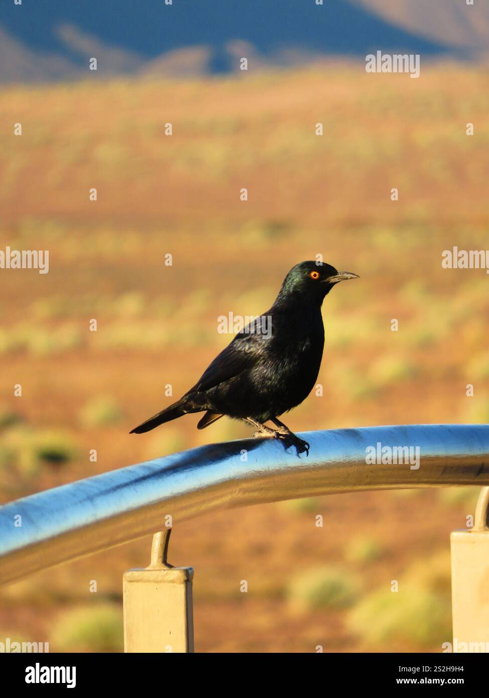 Pale-winged Starling (Onychognathus nabouroup Stock Photo - Alamy