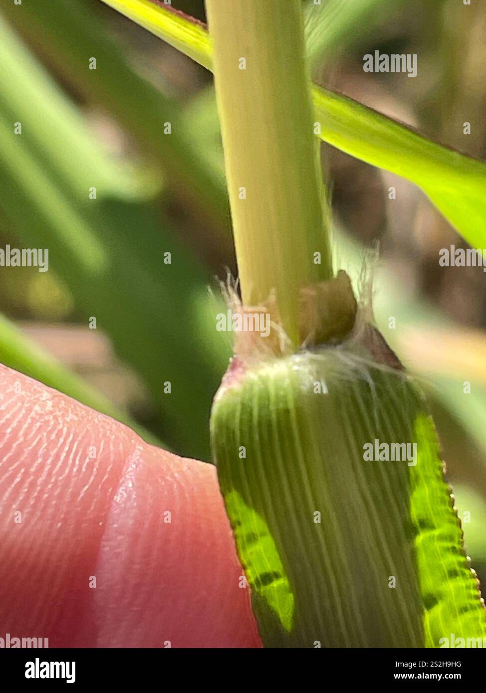 Vasey Grass (Paspalum urvillei Stock Photo - Alamy