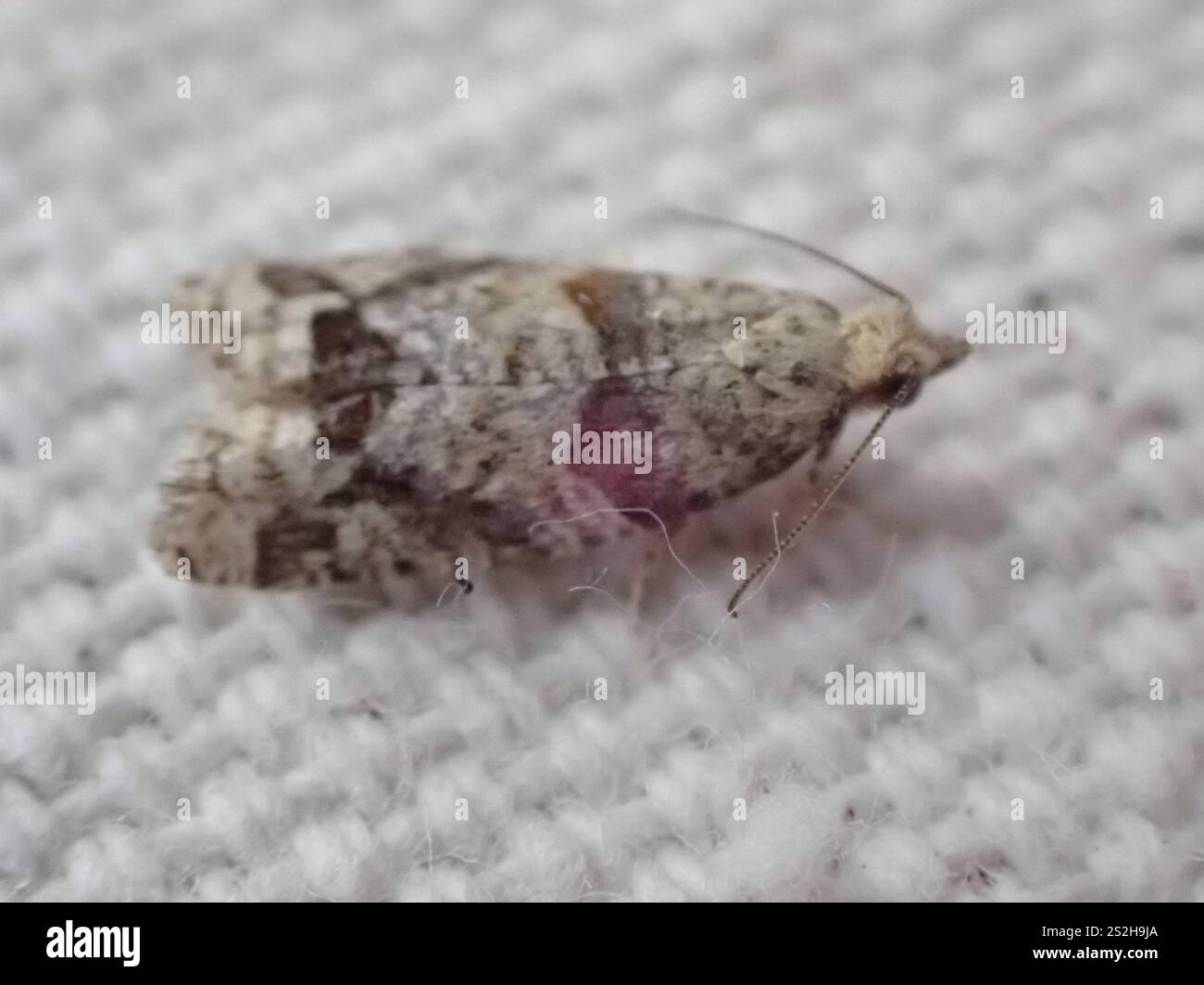 Red-striped Needleworm Moth (Epinotia radicana Stock Photo - Alamy